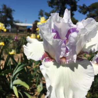Countess | Iris Oasis Iris Garden