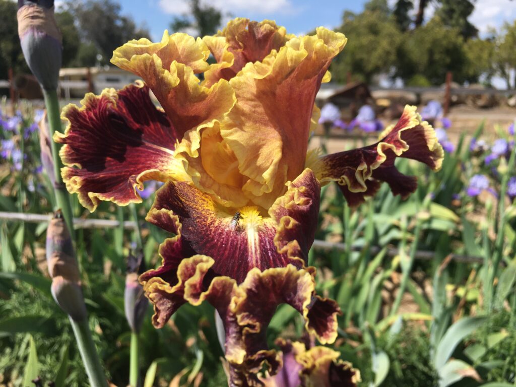 Volcanic Glow | Iris Oasis Iris Garden