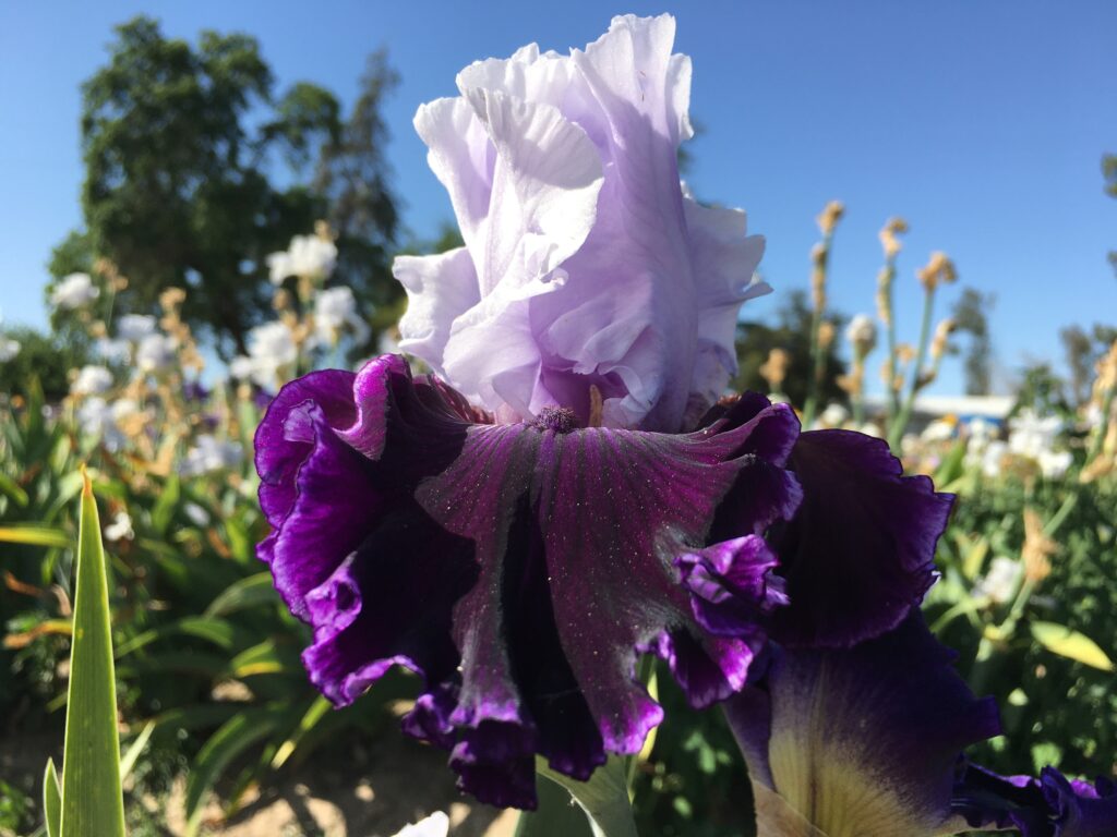 Wicked Good | Iris Oasis Iris Garden