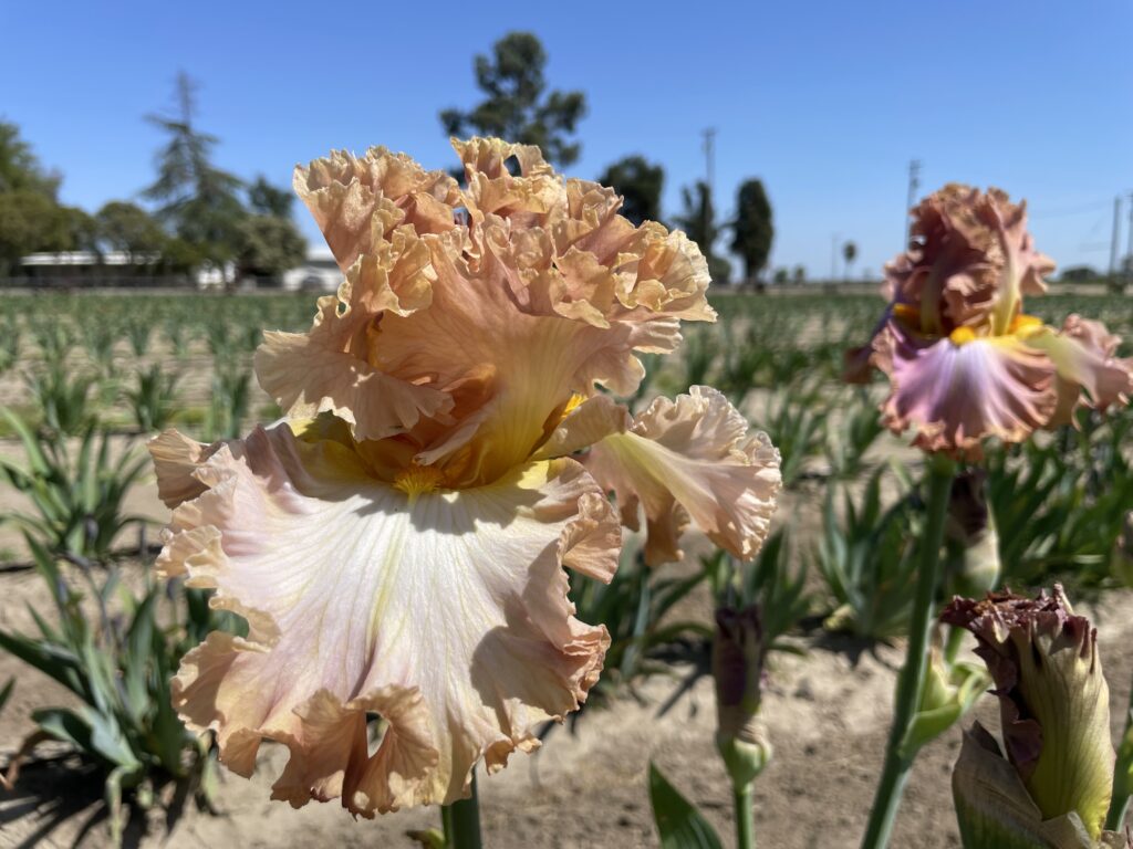 Honey Pie | Iris Oasis Iris Garden