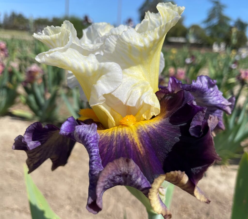 Flash Of Brilliance | Iris Oasis Iris Garden
