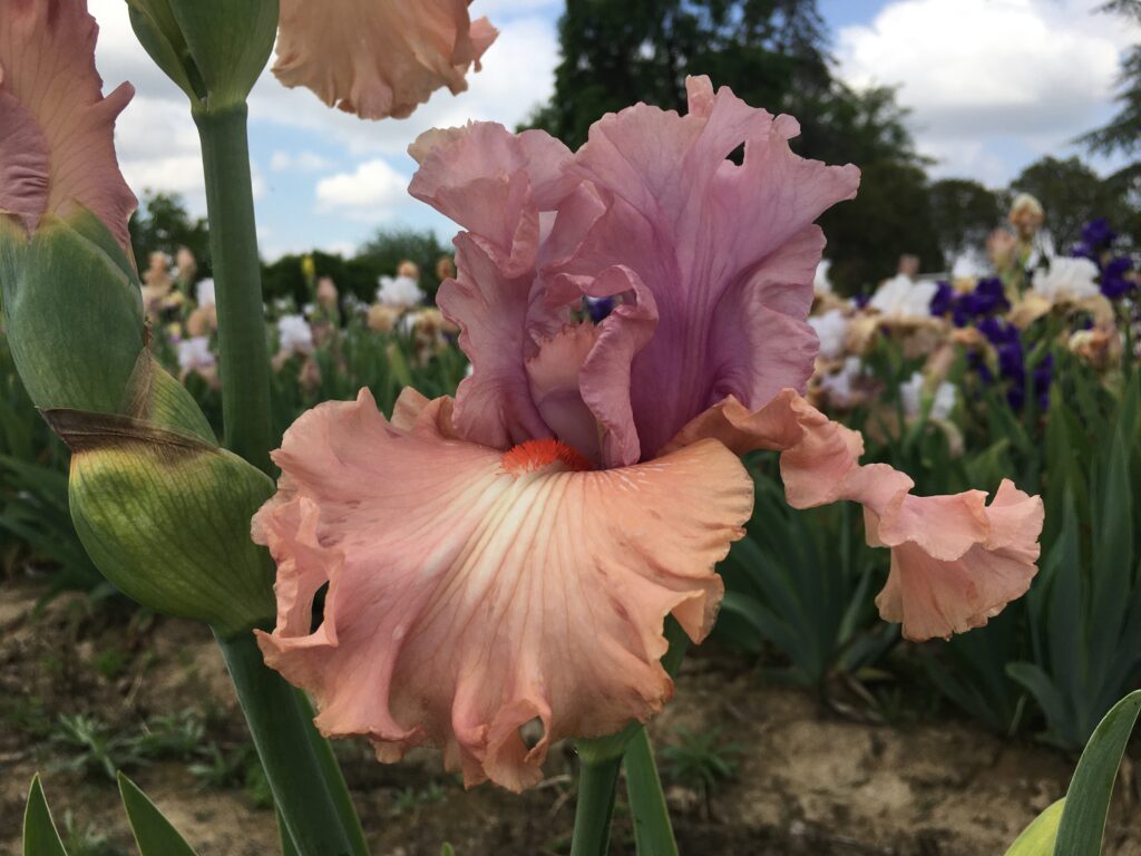 How Wonderful | Iris Oasis Iris Garden