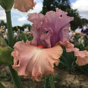 Countess | Iris Oasis Iris Garden